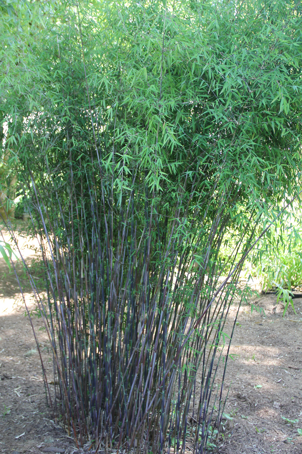 Fargesia sp. 'Jiuzhaigou' I Red Dragon | Bamboo Garden
