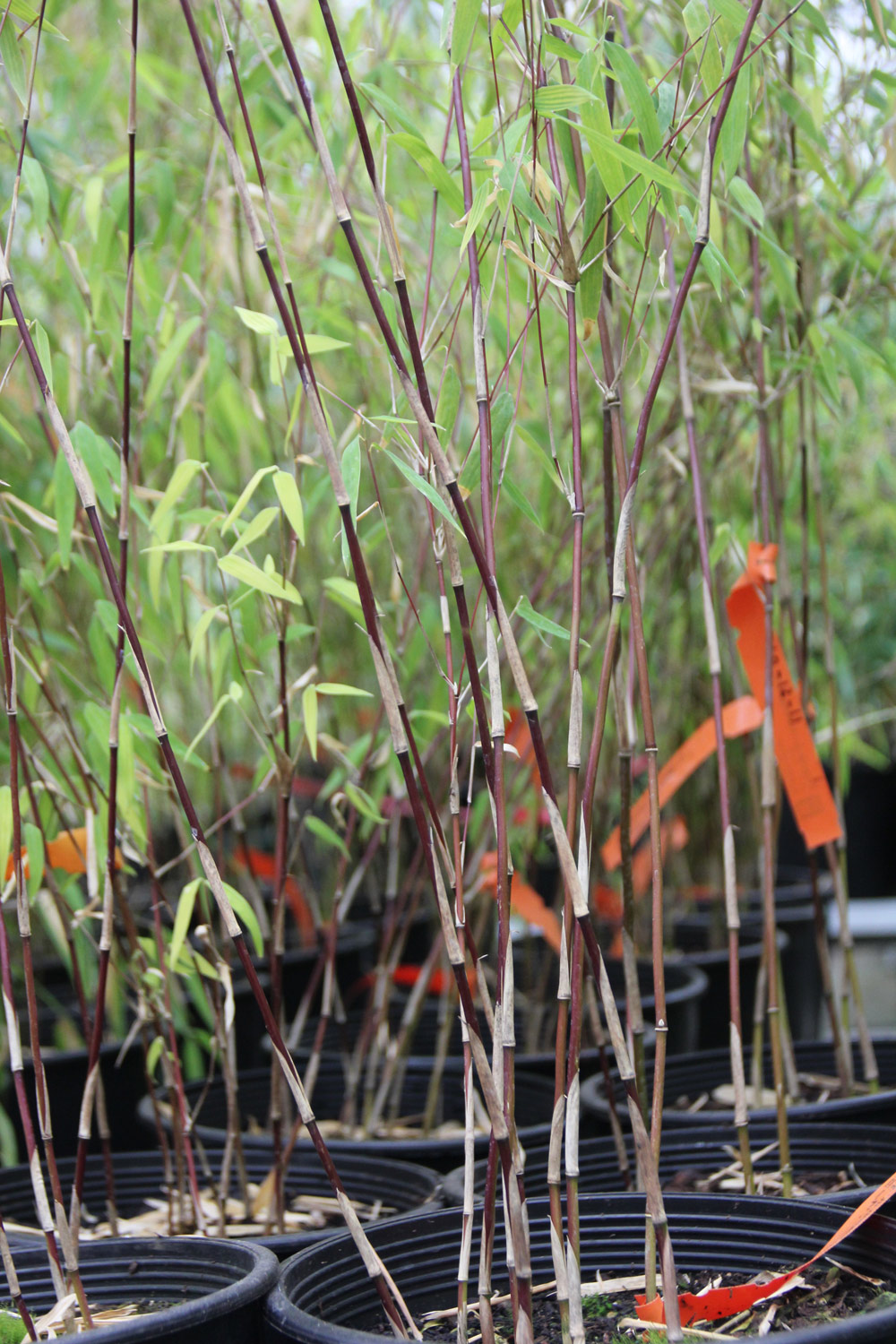 Cold Hardy Bamboo | Bamboo Garden