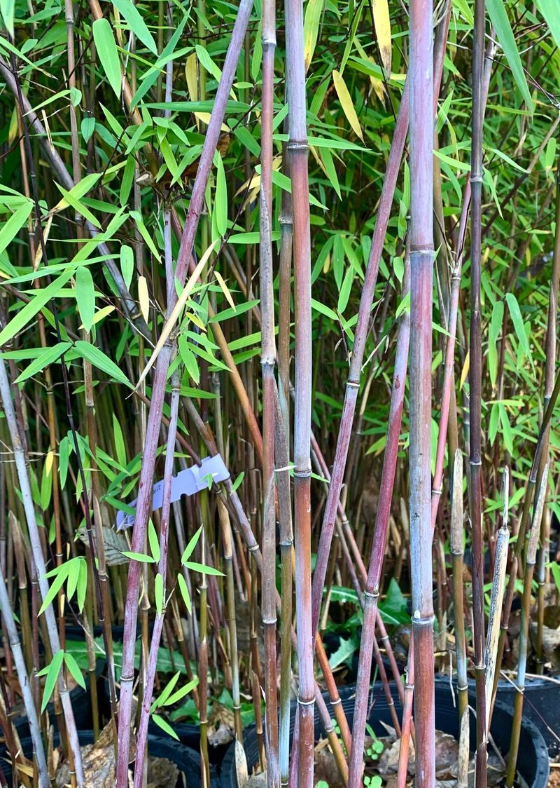 Browse Bamboo