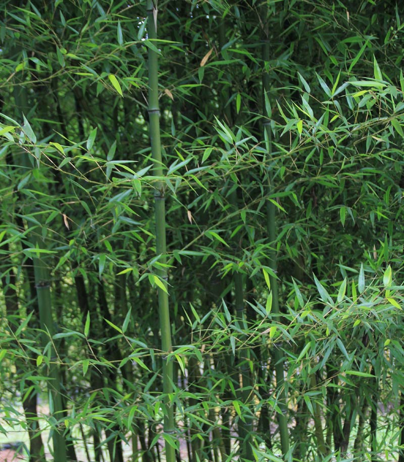 Cold Hardy Bamboo | Bamboo Garden