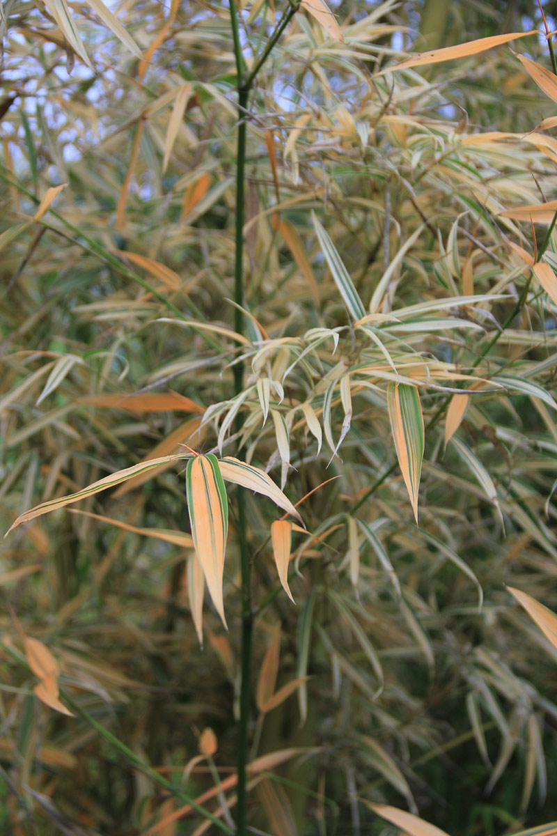 Phyllostachys bambusoides 'Richard Haubrich' | Bamboo Garden