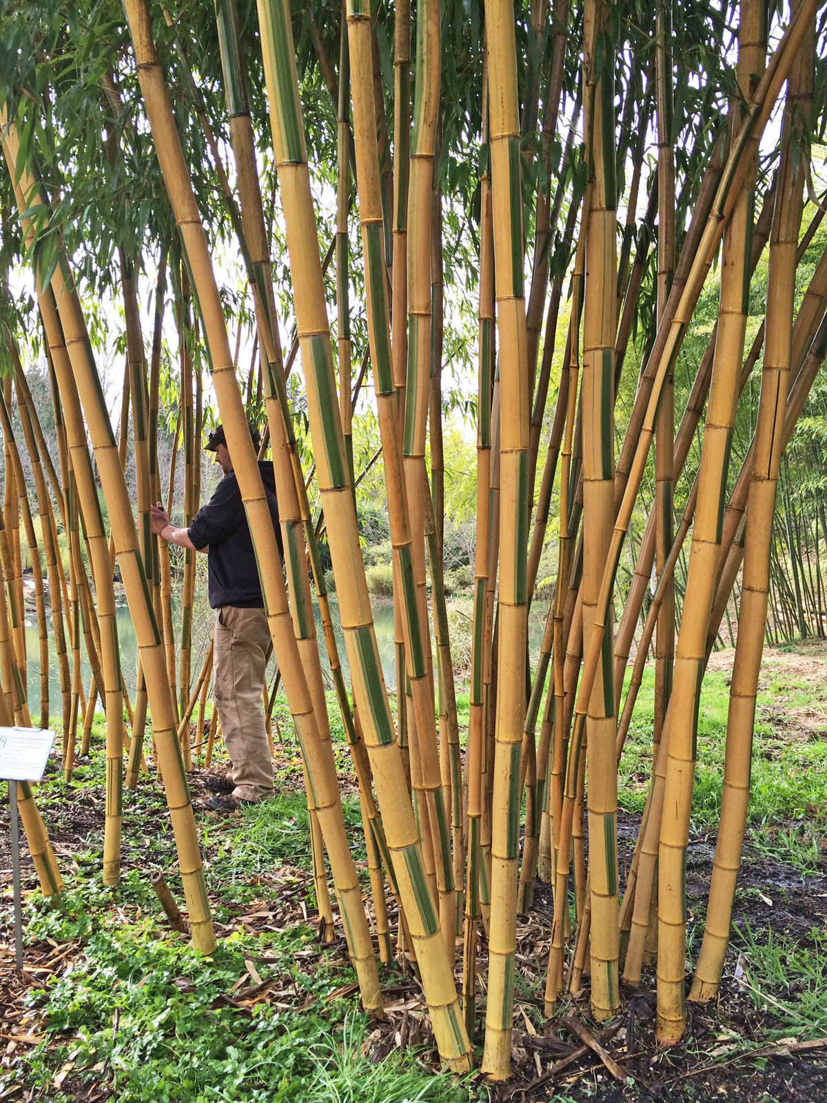 Cold Hardy Bamboo | Bamboo Garden