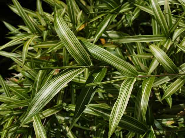 Pleioblastus shibuyanus 'Tsuboi' Tsuboi (pronounced SOO-boy) | Bamboo ...
