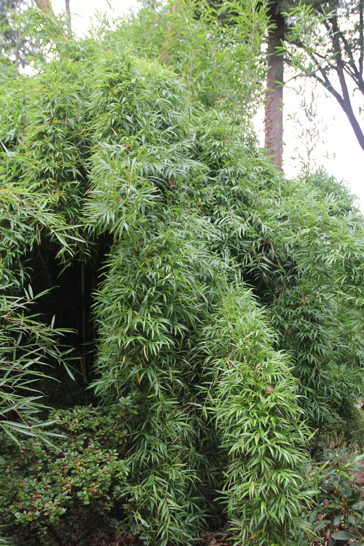 Browse Midsize Running Bamboo | Bamboo Garden