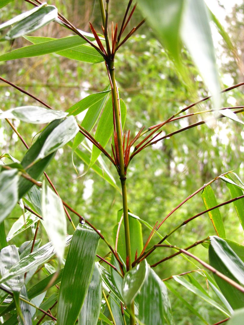 Fargesia robusta 'Wenchuan' | Bamboo Garden
