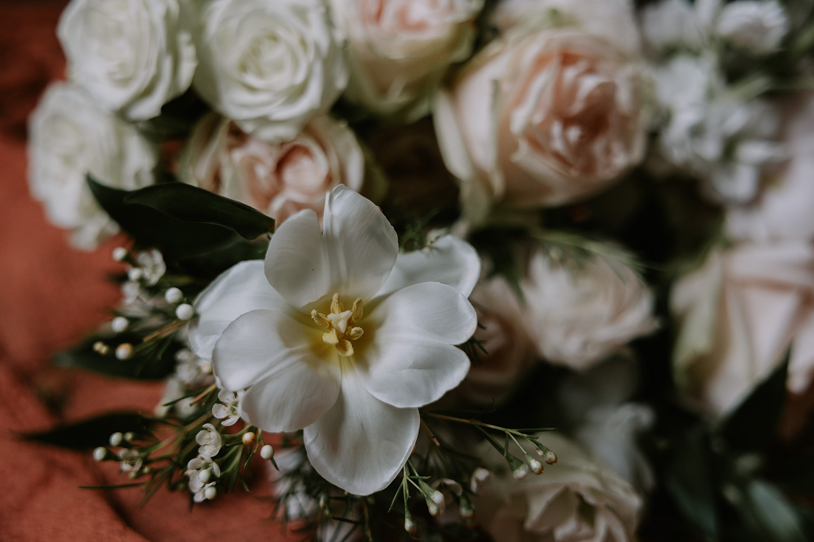 Blush | Poppy Flowers