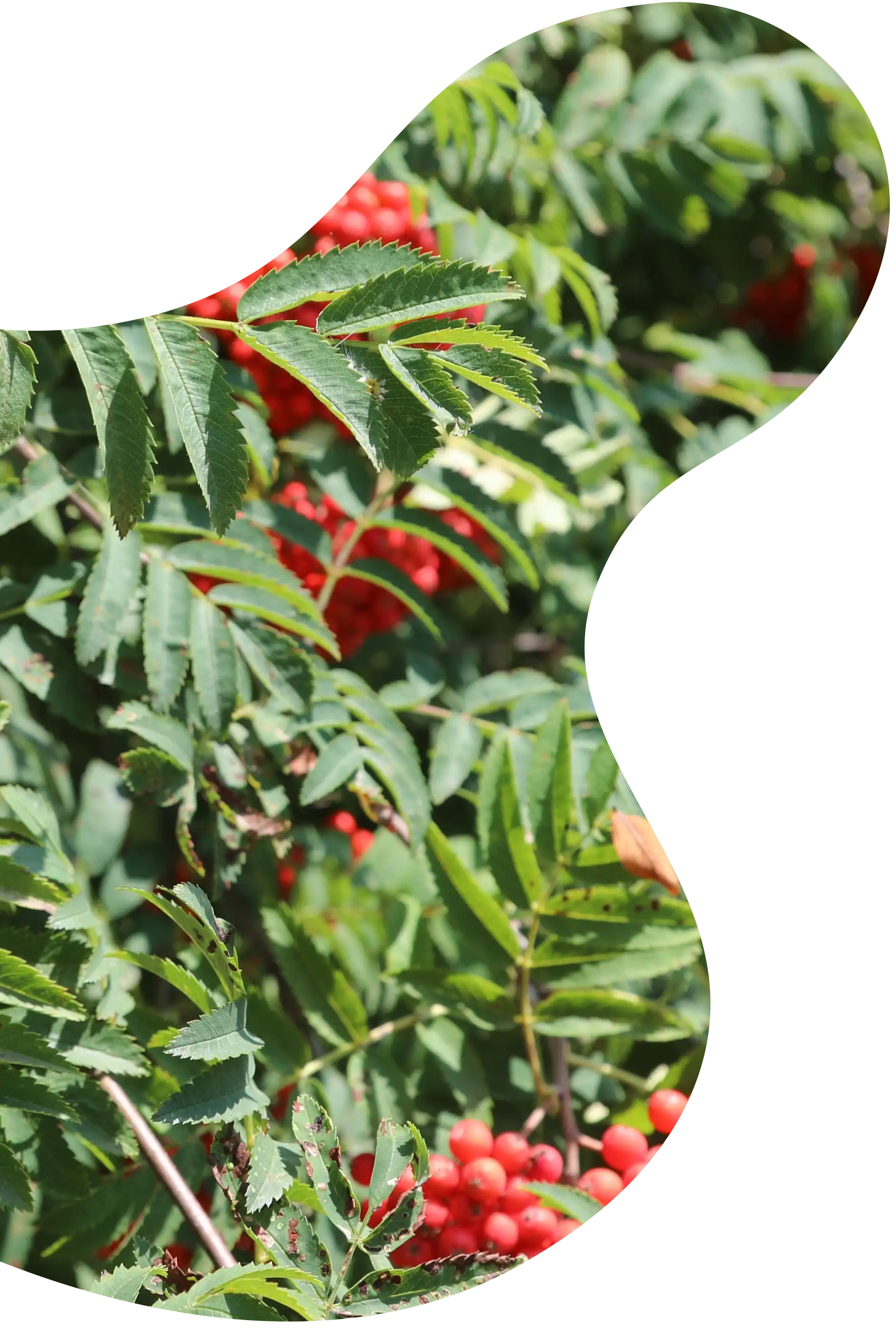 Welcome to The Market Weighton Canal Trail