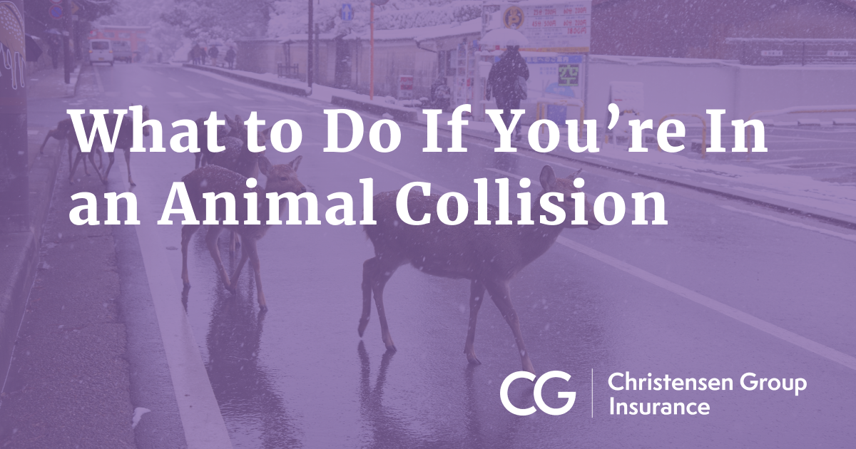 What to do if you're in an animal collision | Christensen Group