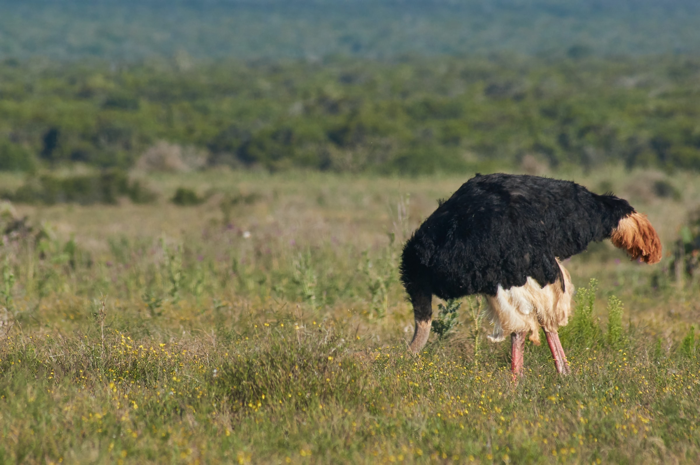 Nous blog: The growing cost of being an ostrich