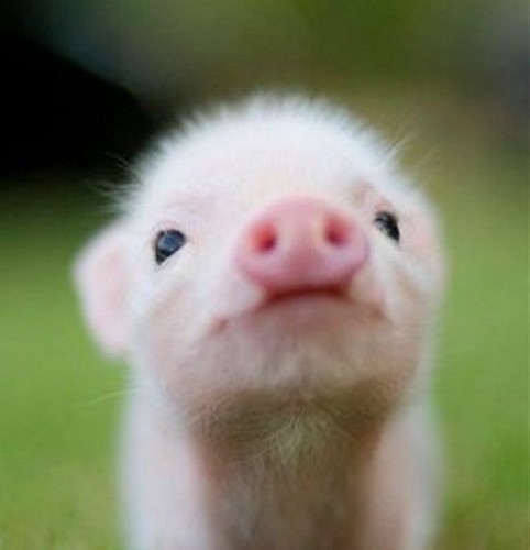 Create a Guess the Animal Baby Trivia Game with Crowdpurr