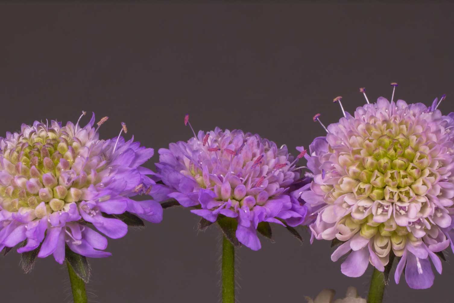 Plant Startup - Cow-Shed Startup