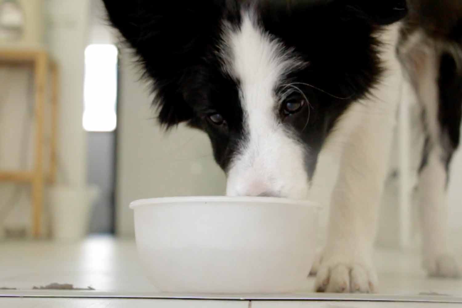 Low Plastic Pet Startups - Cow-Shed Startup
