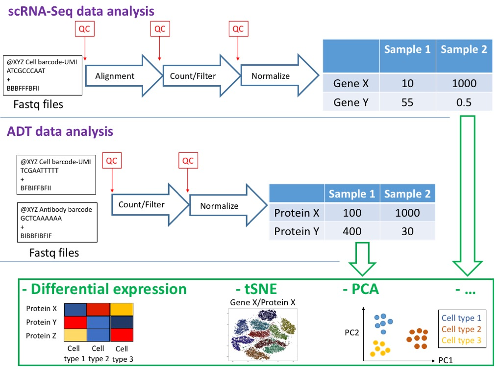 CITE-Seq: The Future of Single-Cell RNA Sequencing Analysis