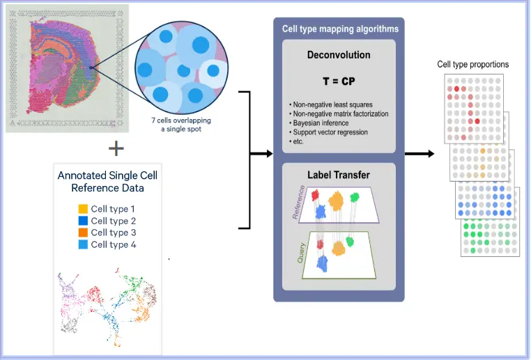 Deciphering Gene Expression in 3D with Spatial Transcriptomics
