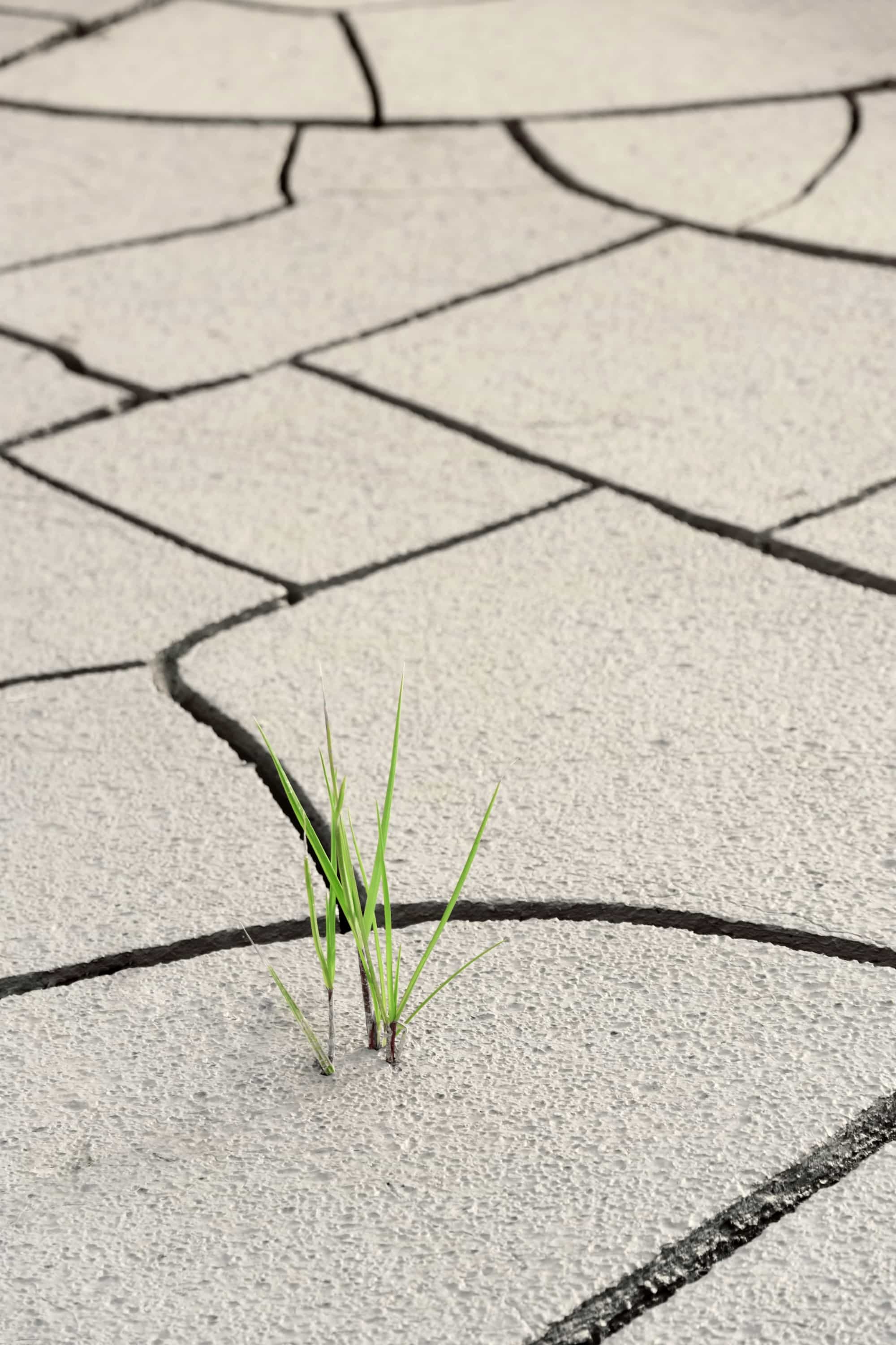 Corporate Coalition of Chicago