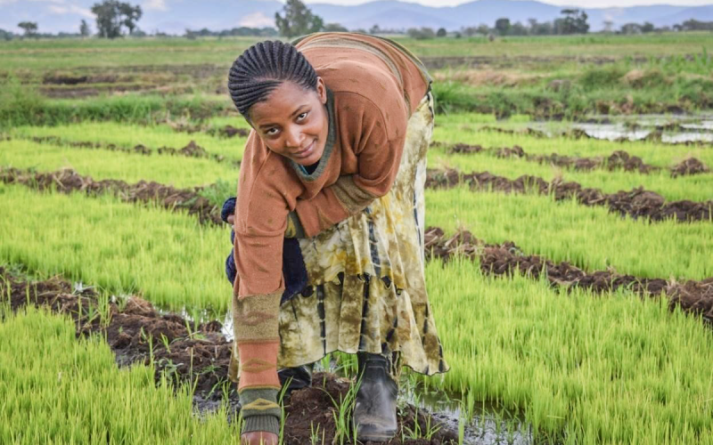 Stories | A different future for girls through sustainable rice growing