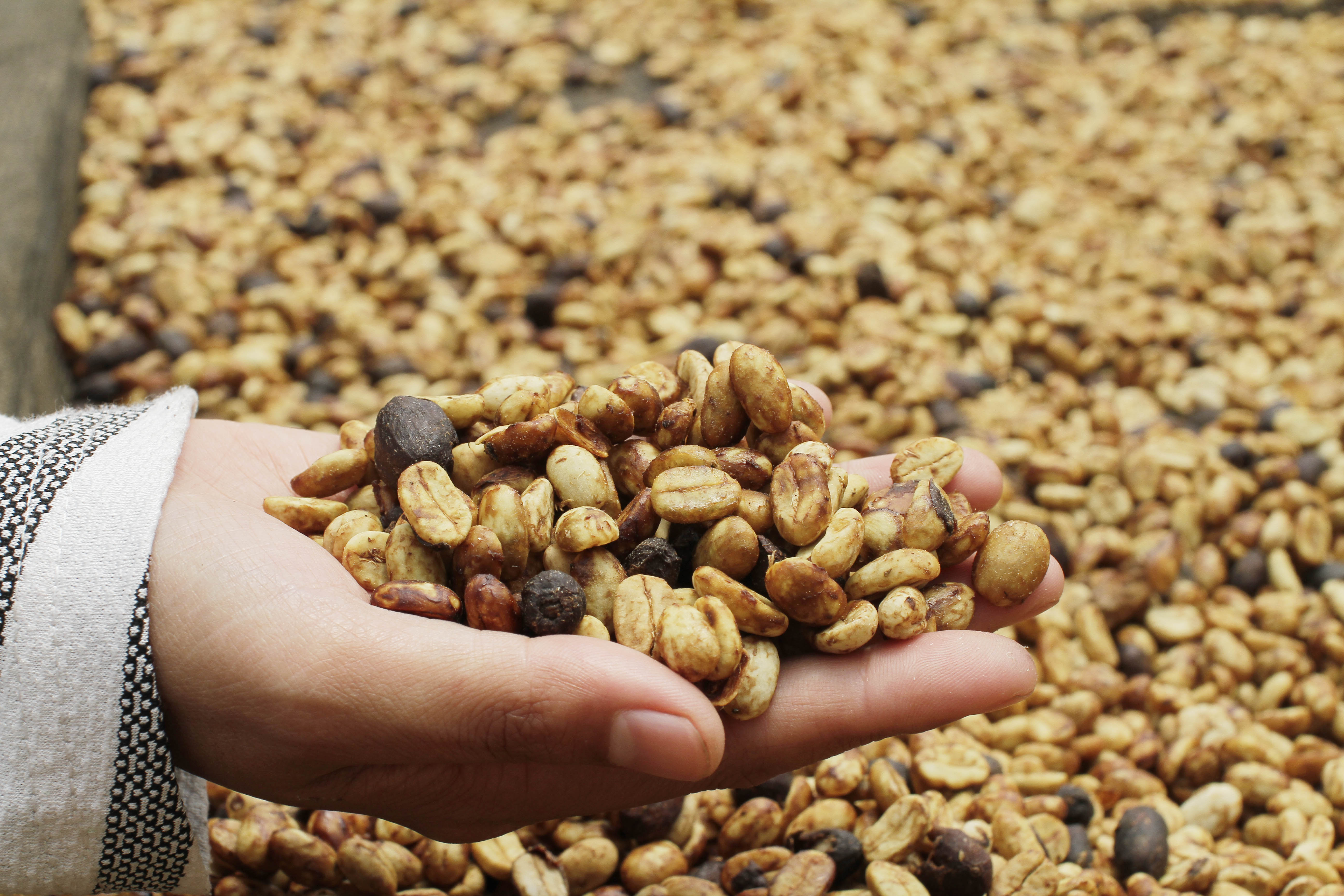 Stories | 260 bags of sustainable green Arabica coffee beans from ...