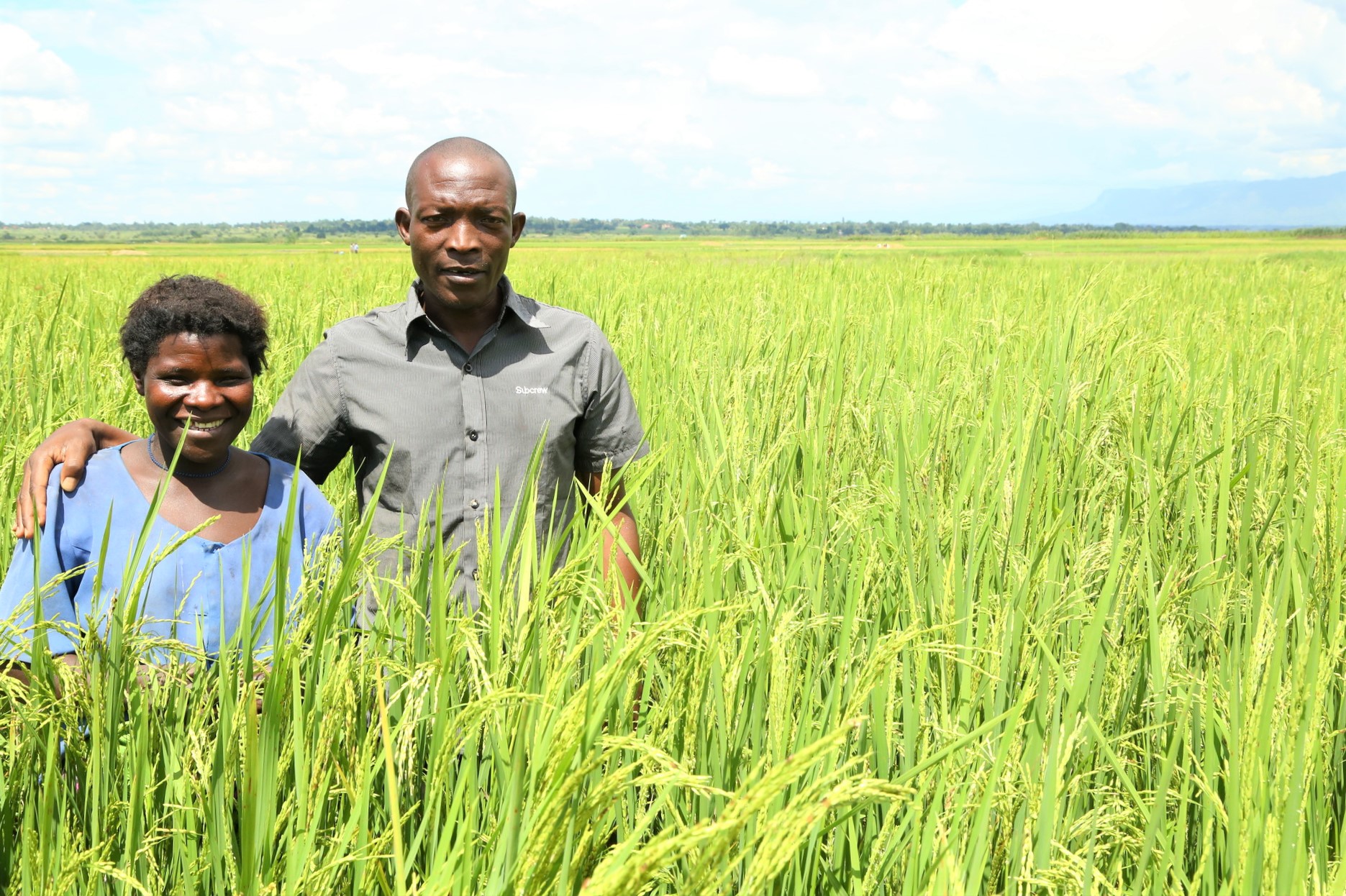Stories | Finding new ways to promote sustainable rice cultivation in ...
