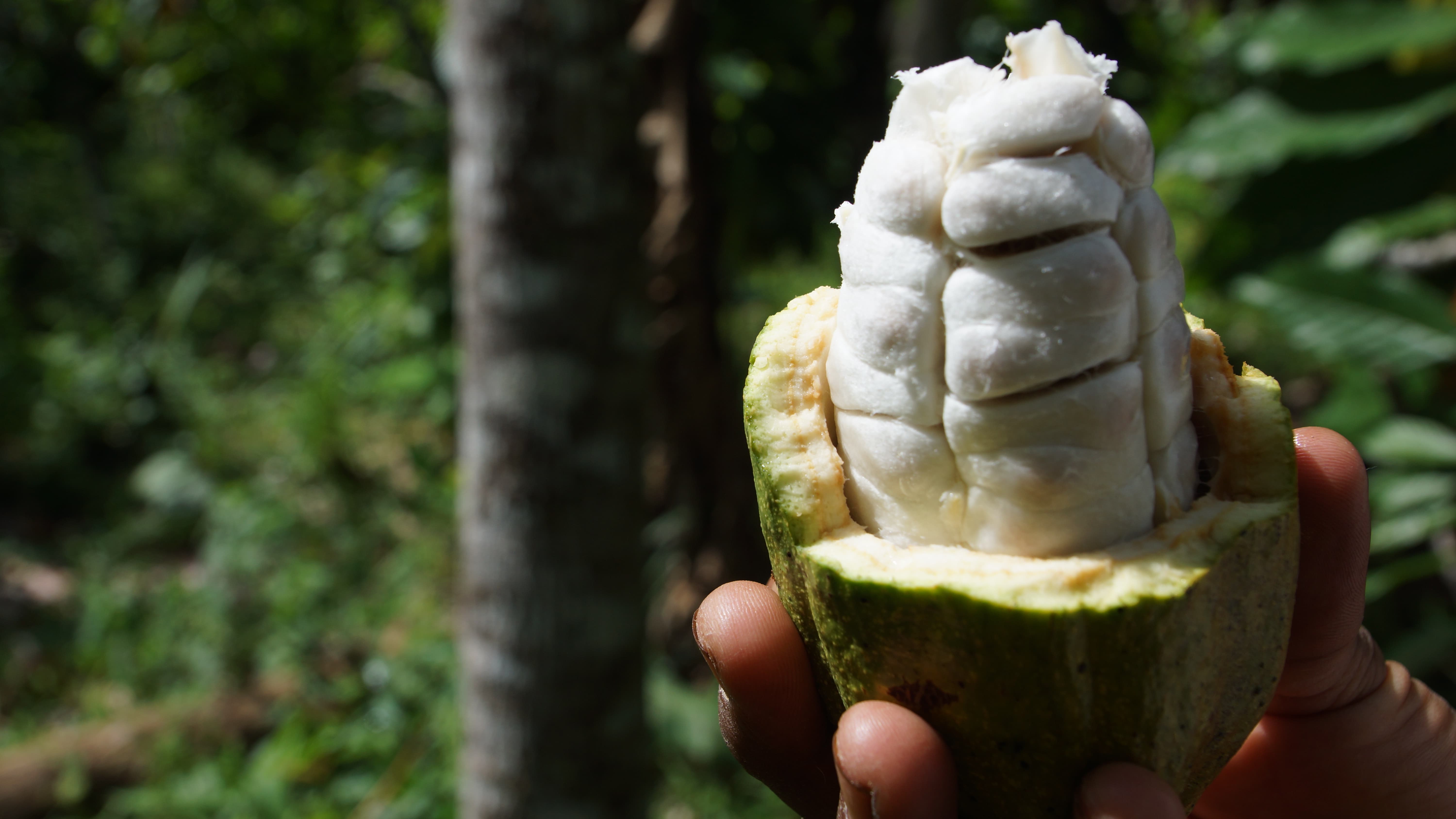 Stories | How covid-19 brought new opportunities for Honduran cocoa