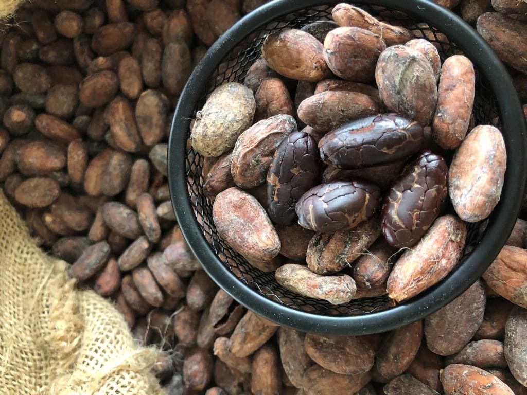 Stories | Cocoa from Chocoben sails to new markets with MOCCA