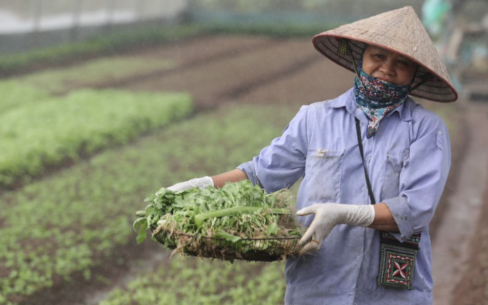 Stories | Participatory guarantee models for safe vegetables in Hanoi ...