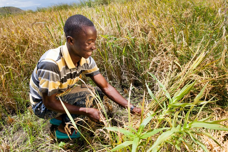 Stories | A walk through the past and the future of Congolese rice: an ...