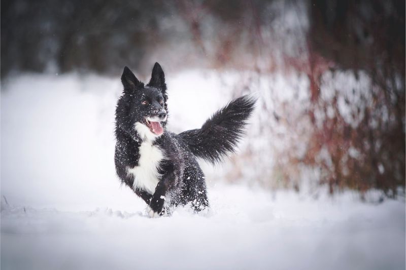 Pet Winter Safety Tips: How To Keep Your Pet Safe in the Winter ...