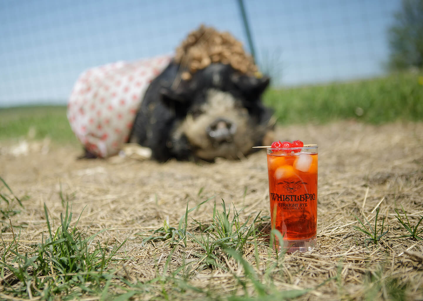 Maple Old Fashioned Cocktail Recipe | WhistlePig Whiskey