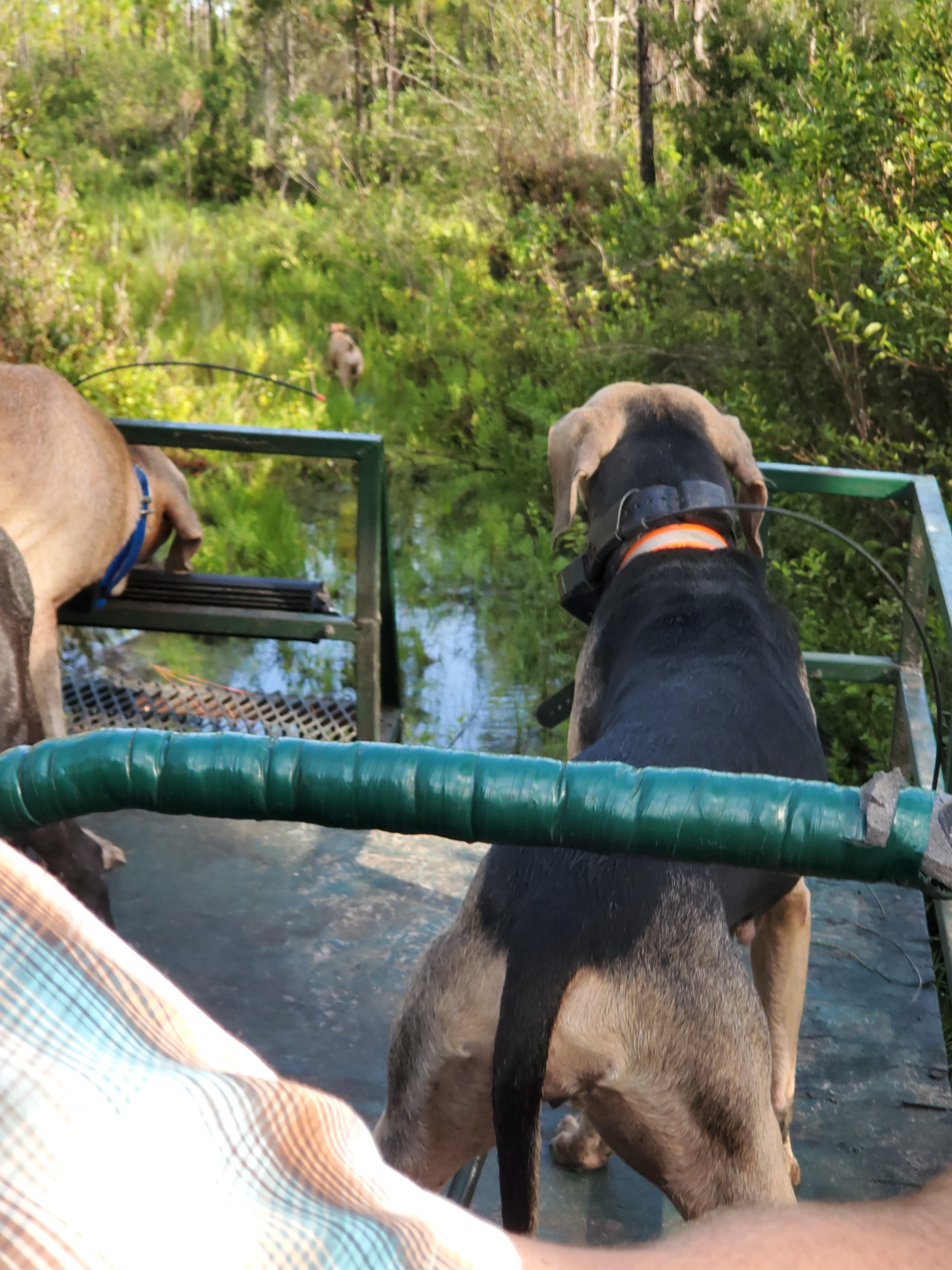 Gilchrist Club Trenton, FL | Hunting