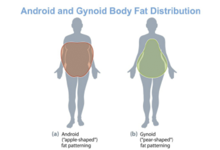 Types of fat, and the role it plays in our health | Resilient Human