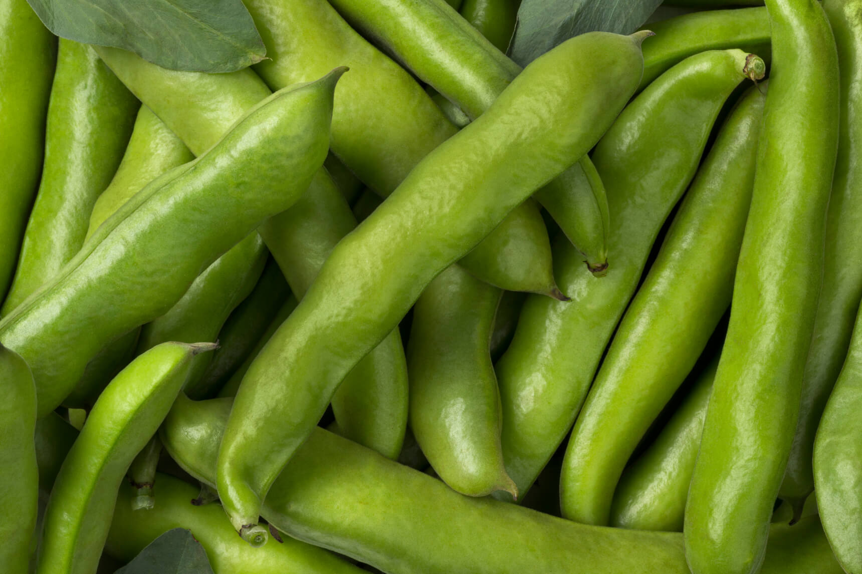 Pflegeleichte Buschbohne - Pflanzen, Pflege, Ernte