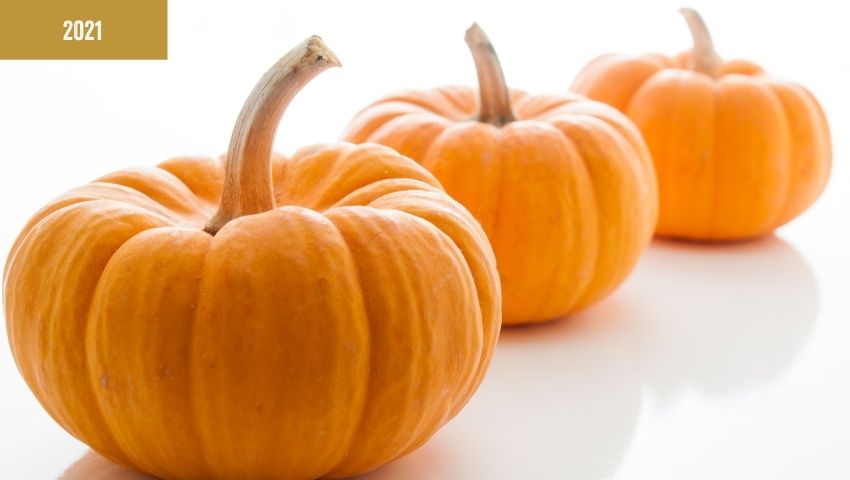 Top 5 Things to Bring During Fall | Fall Travel Tips