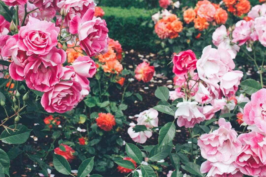 Places to Enjoy the Roses of Rose City | Local Guide