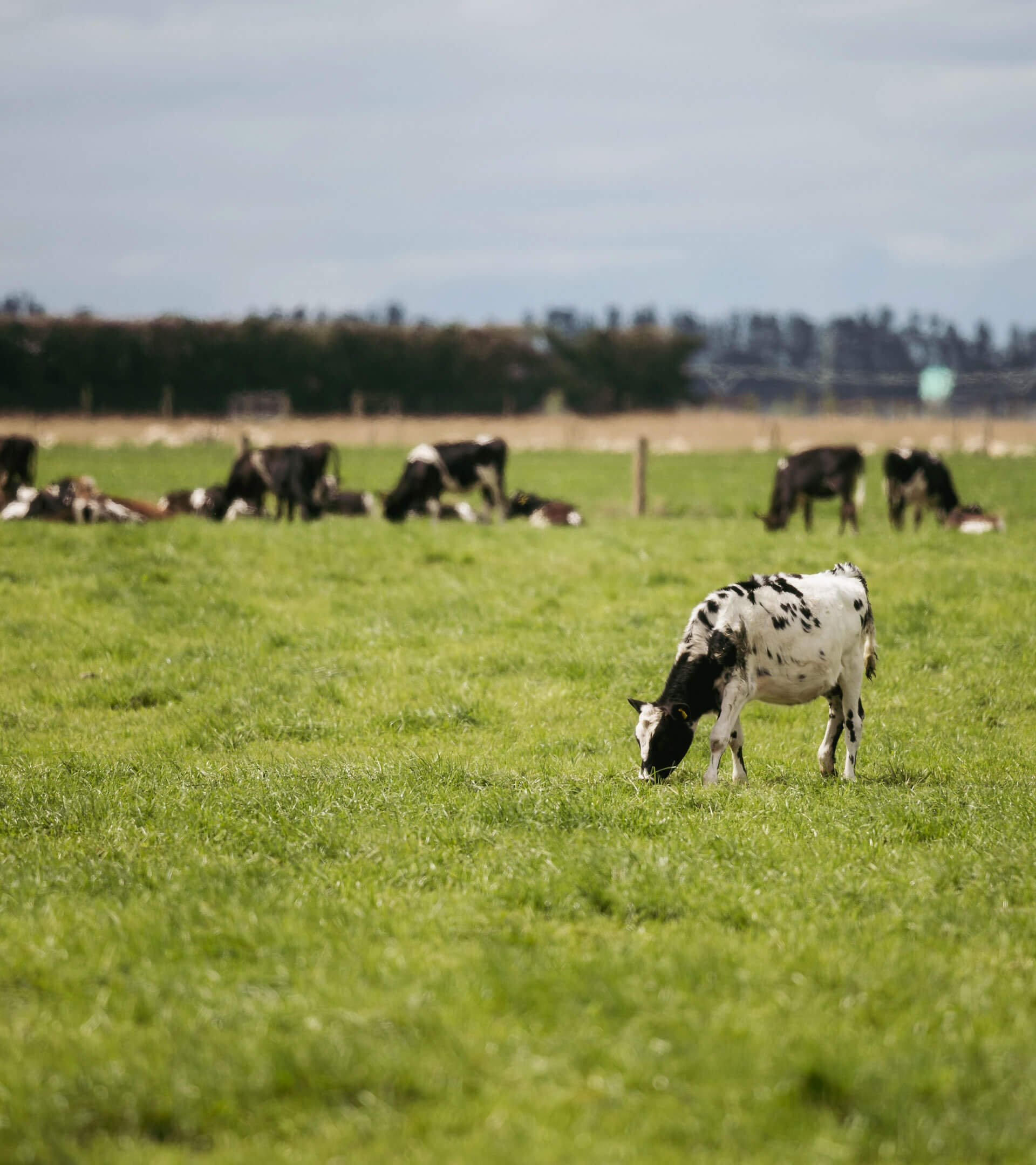 Oaklea | Farms | Tullba