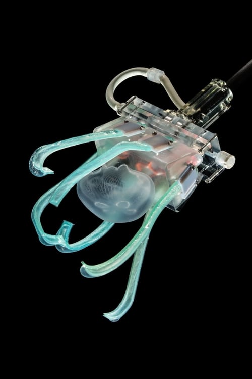 Project CETI | The Audacious Project