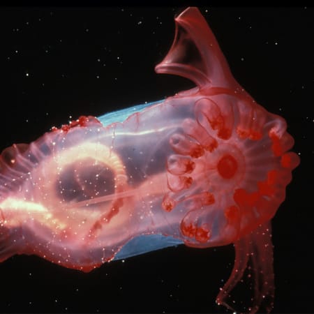 Gallery: Meet 6 creatures from the ocean’s twilight zone | The ...