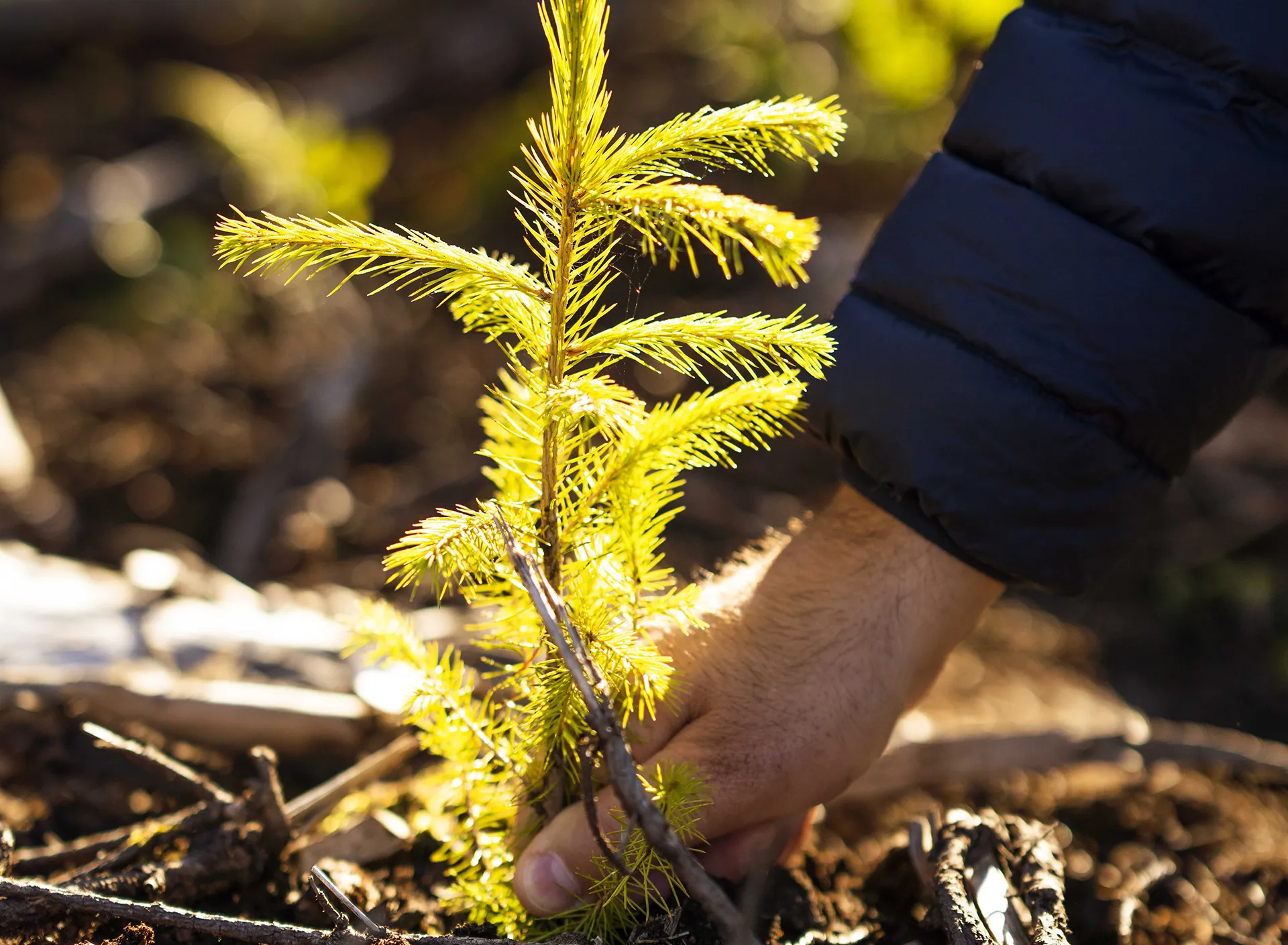 Som en del av vår miljøsatsing besluttet vi i 2020 å plante ett tre for ...