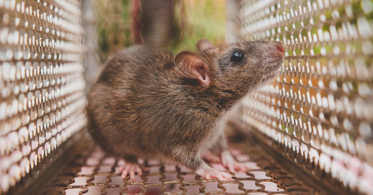 How To Mouse Proof A Camper | RV Rank