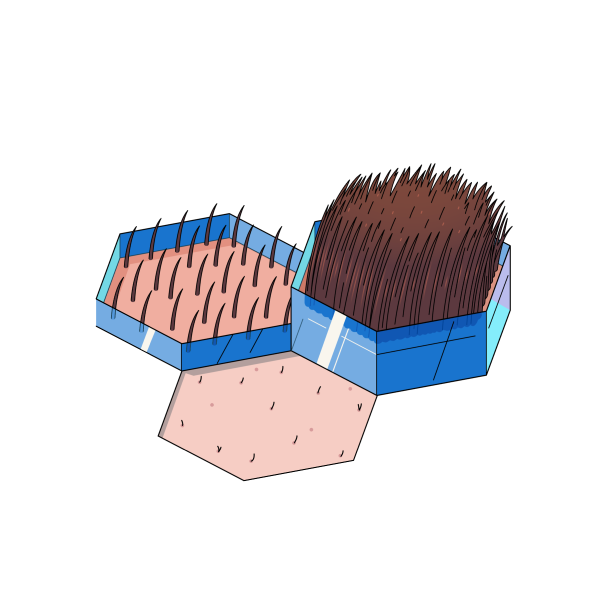 Pilot vs Mosh Hair Loss Treatment