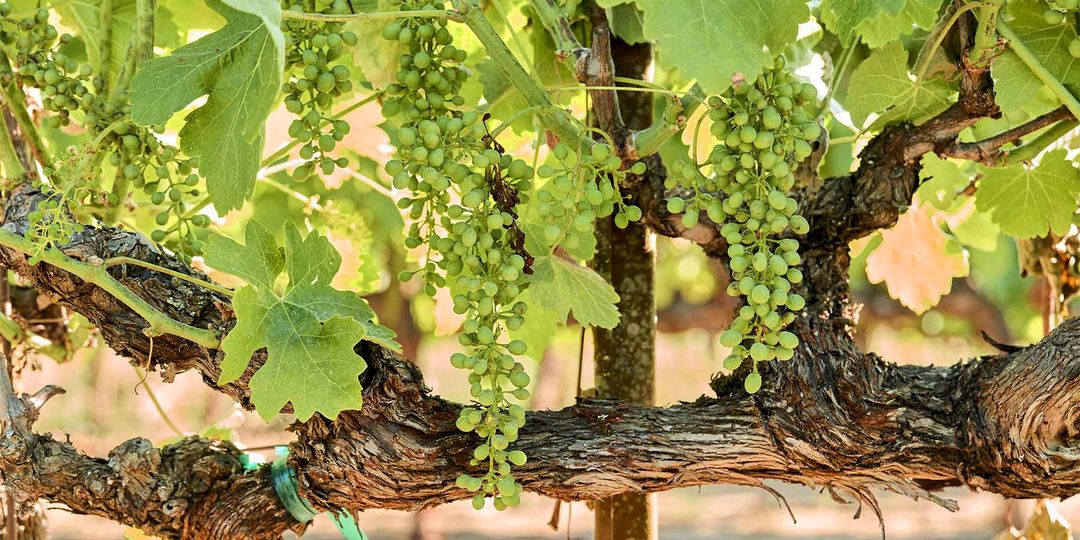 Wine terms decoded | Outshinery