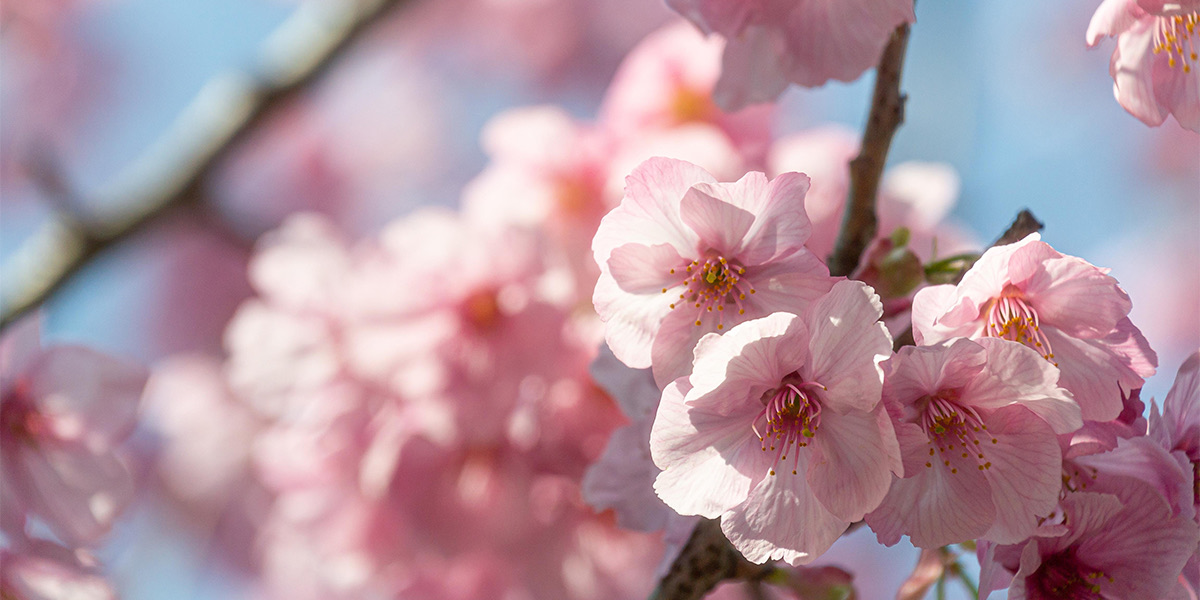 Locations - JFC International