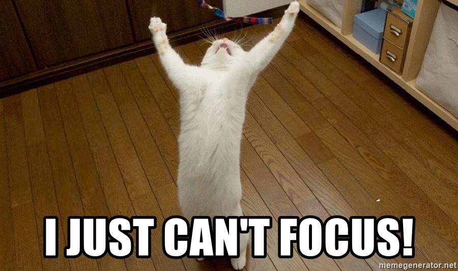 The 24 Best Focus Memes