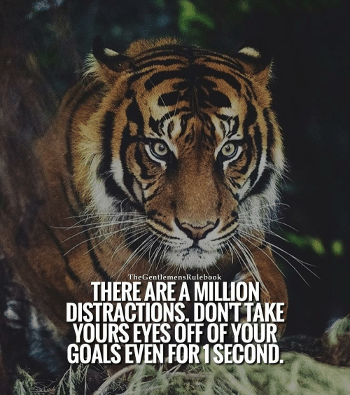 The 24 Best Focus Memes