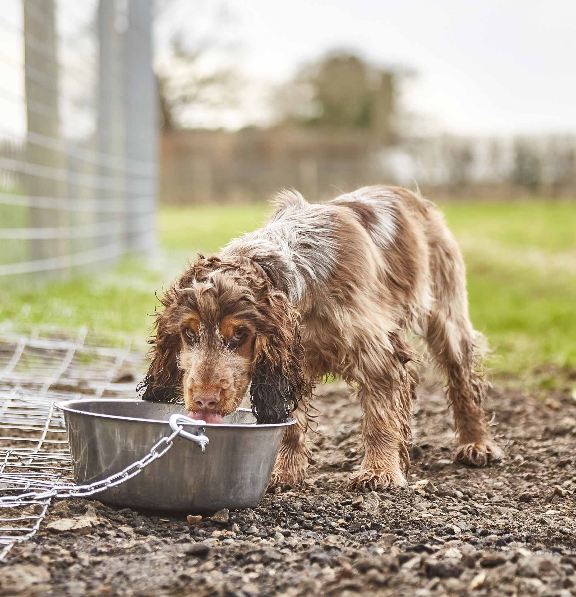 Secure Dog Field To Hire | Norfolk | Martham Paw Ground