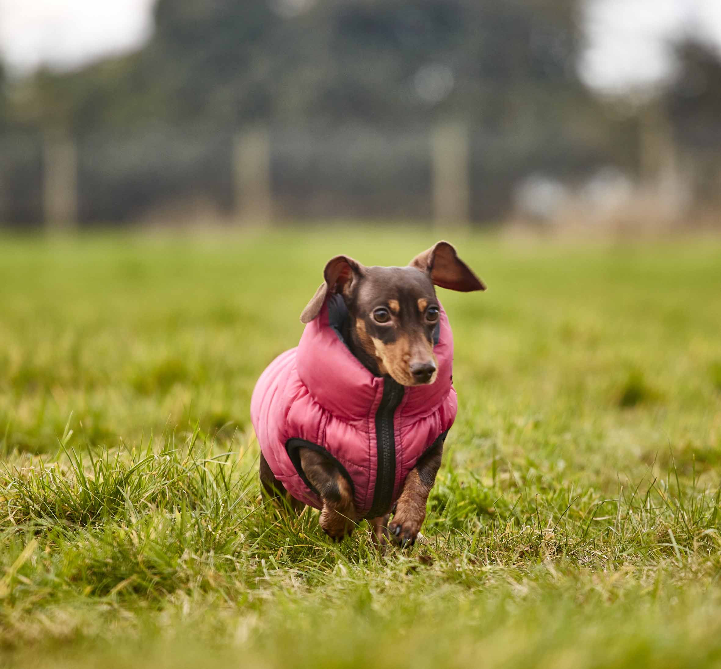 FAQ’s for Dog Field Hire | Norfolk | Martham Paw Ground