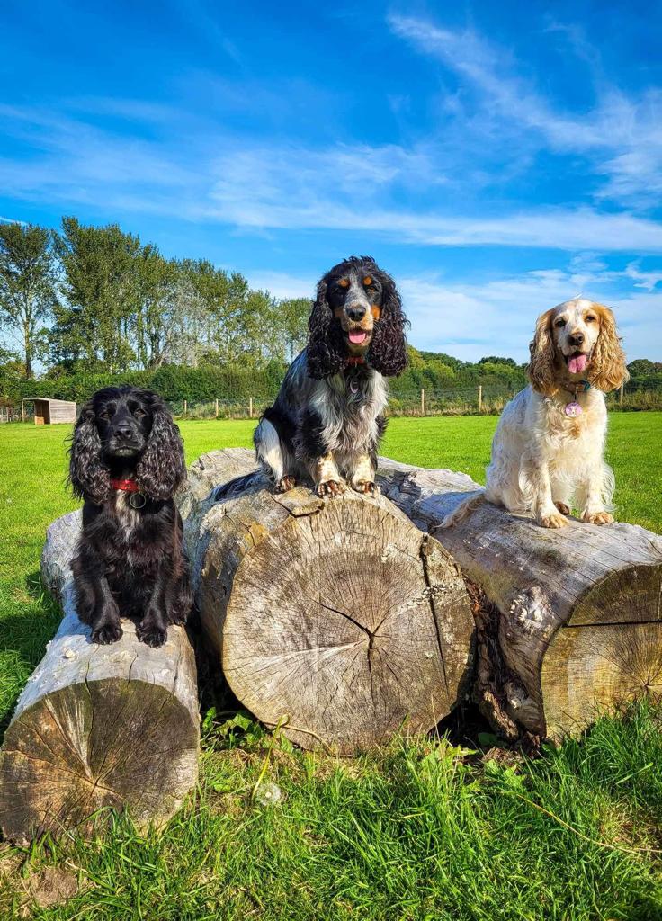 Secure Dog Field To Hire | Norfolk | Martham Paw Ground