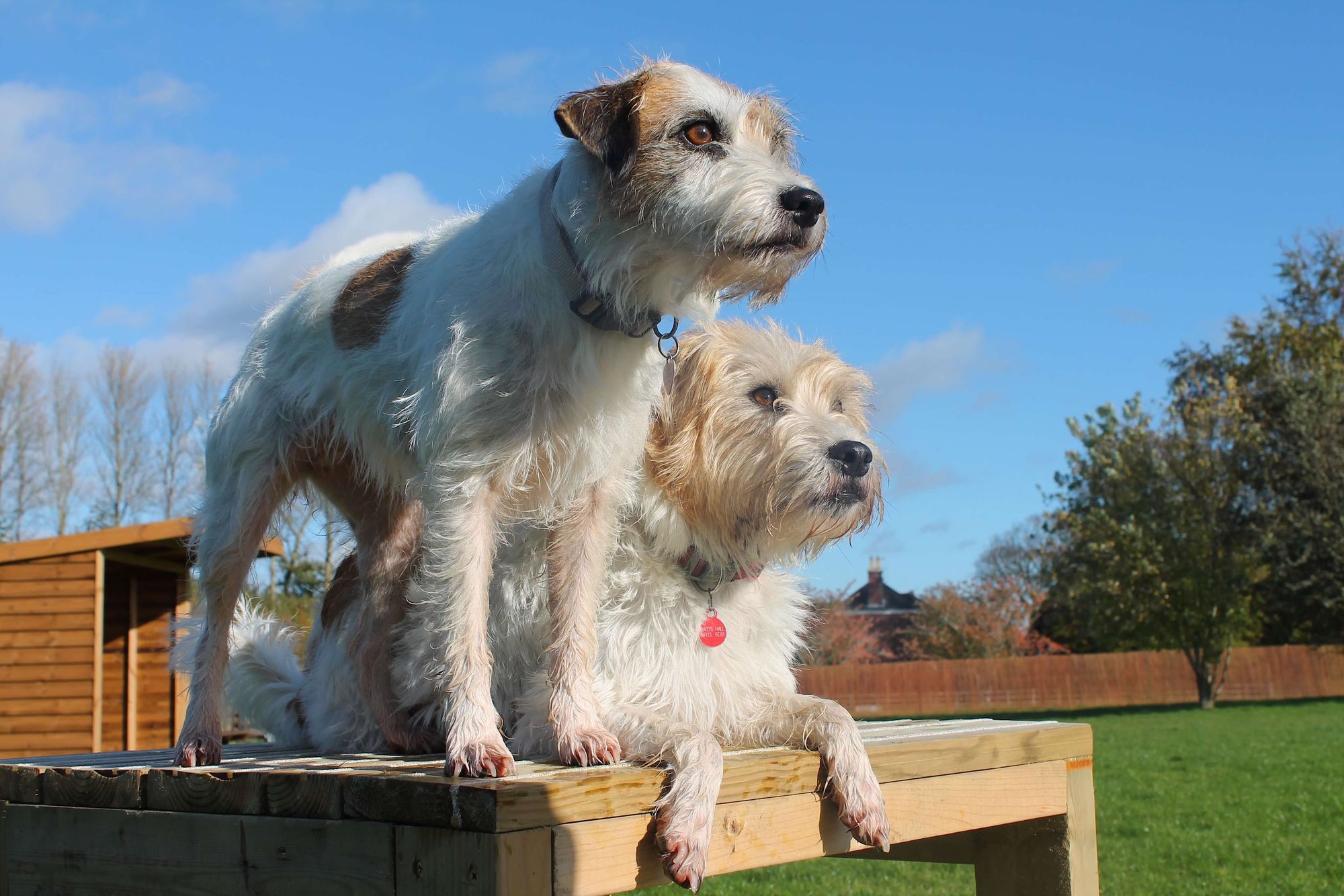 Secure Dog Field To Hire | Norfolk | Martham Paw Ground