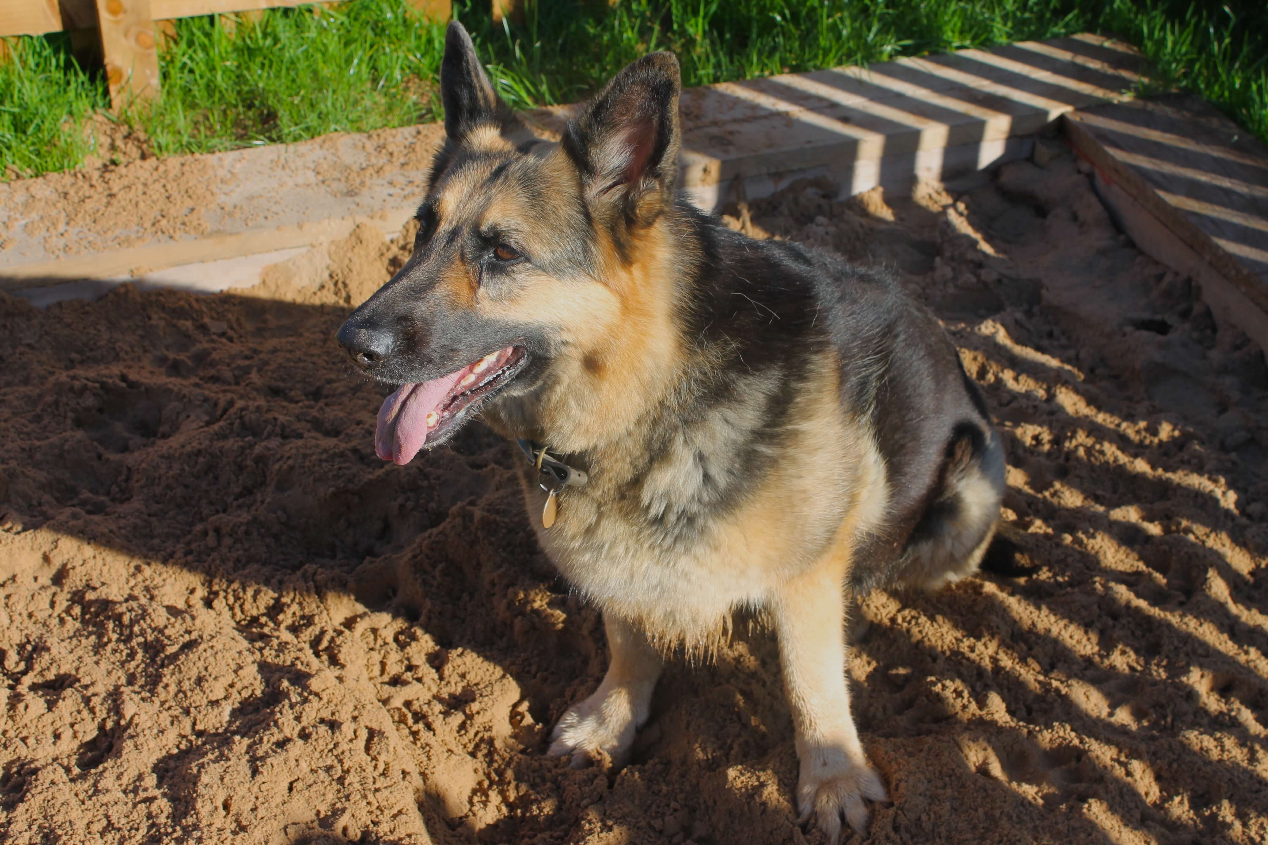 Secure Dog Field To Hire | Norfolk | Martham Paw Ground