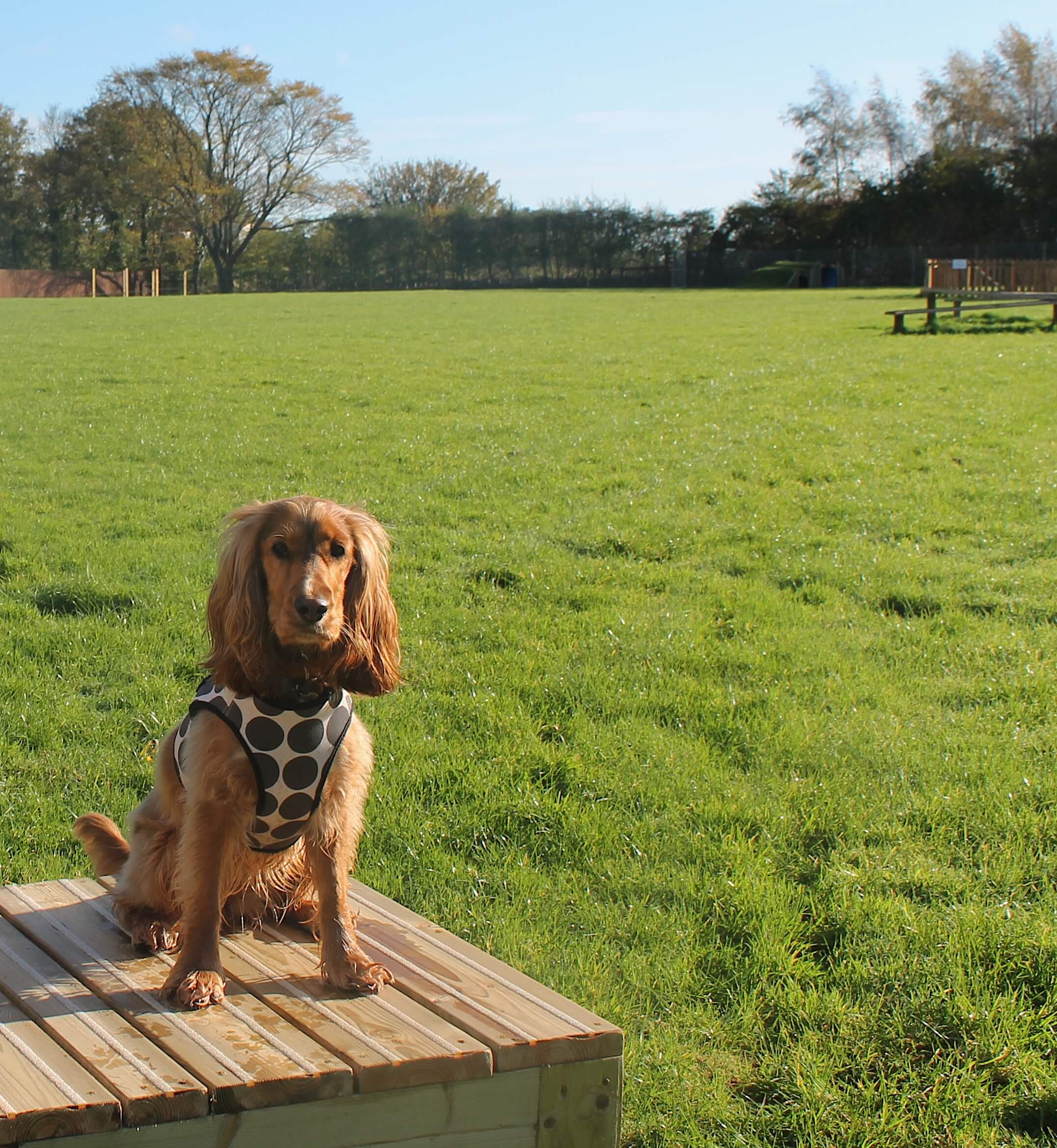 Secure Dog Field To Hire | Norfolk | Martham Paw Ground