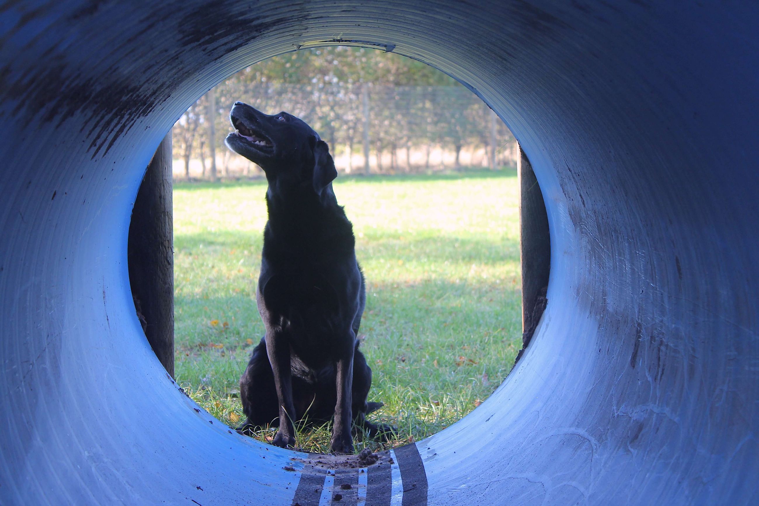 The Spinney Drive-In Field | Contact | Martham Paw Ground